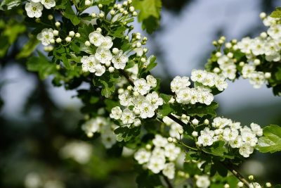The 50 U.S. State Flowers List: Images & Info | Bouqs Blog