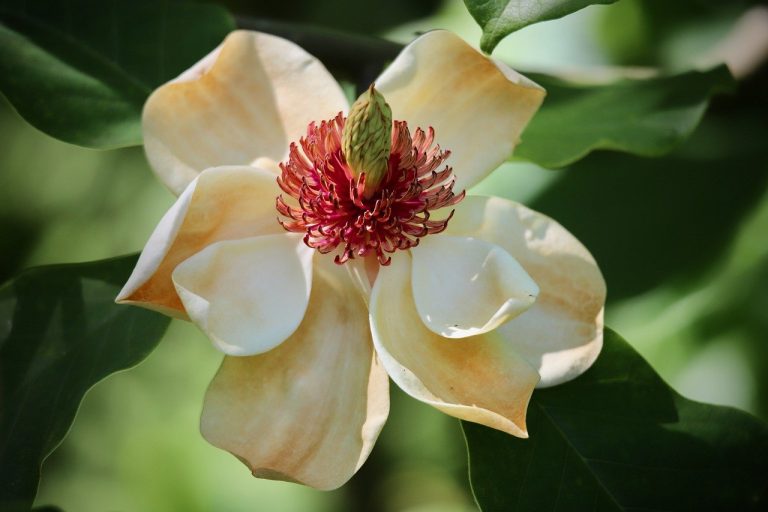 The 50 U.S. State Flowers List: Images & Info | Bouqs Blog