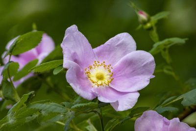 The 50 U.S. State Flowers List: Images & Info | Bouqs Blog