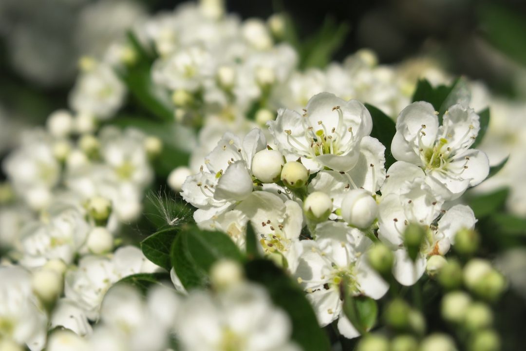 The 50 U.S. State Flowers List: Images & Info | Bouqs Blog
