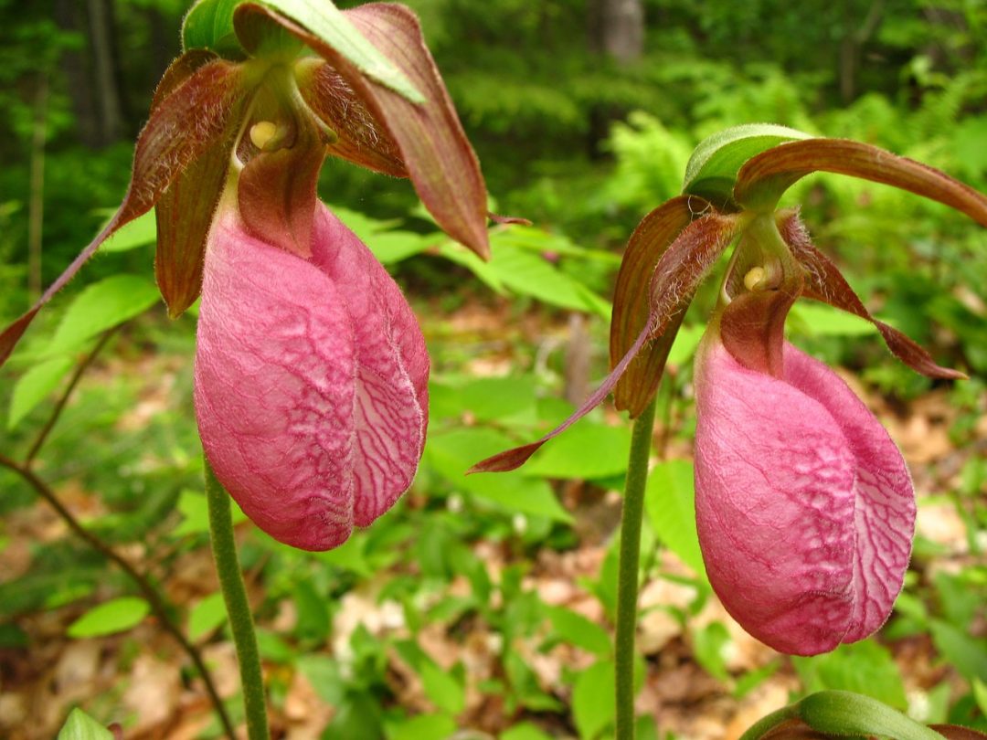The 50 U.S. State Flowers List: Images & Info | Bouqs Blog