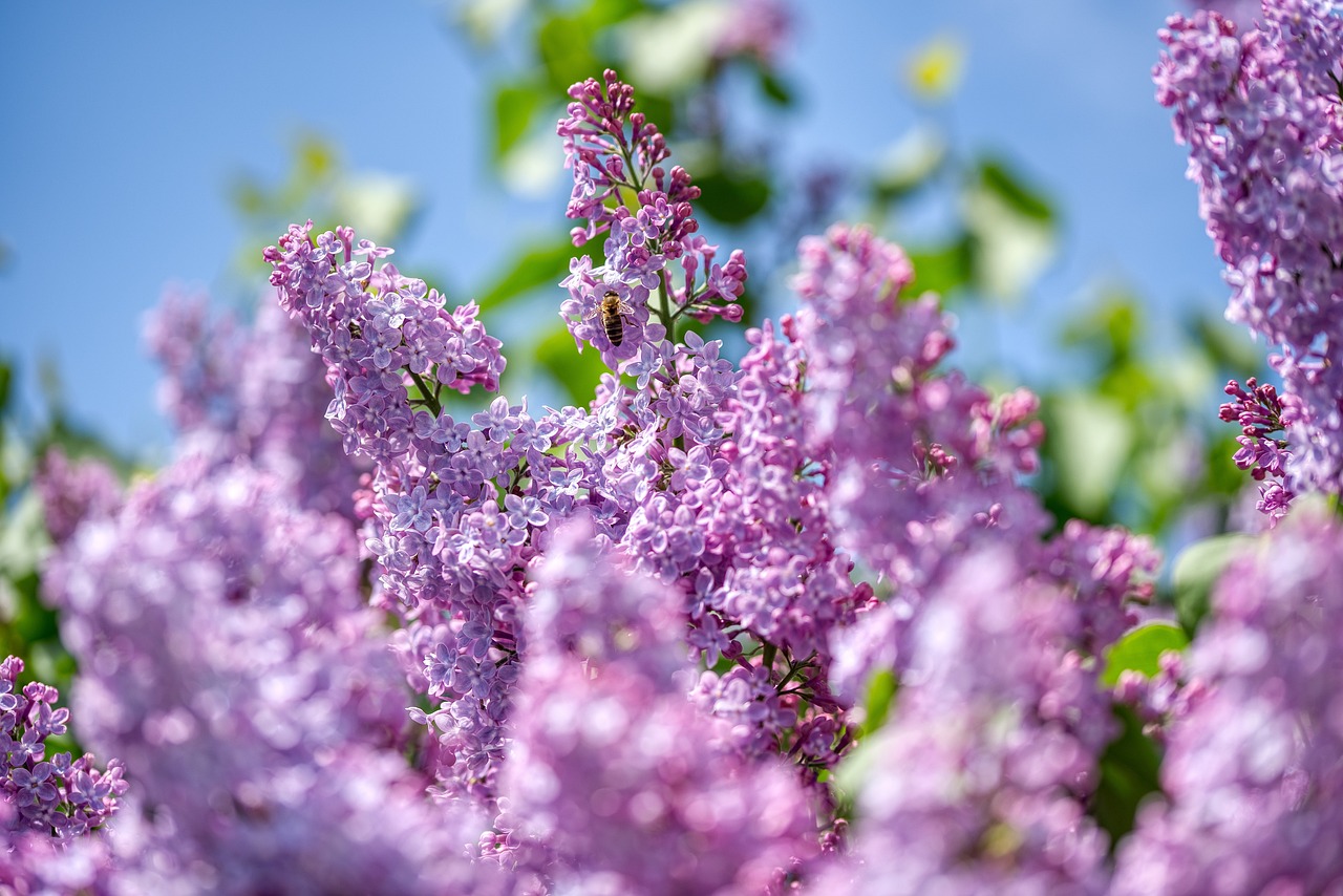 50 Prettiest Flowers: Most Beautiful Flowers | Bouqs Blog