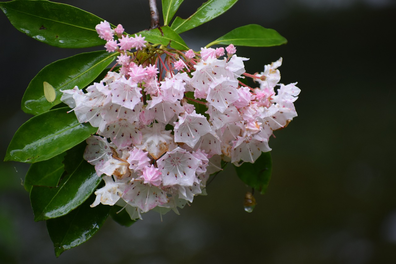 15+ Flowers in Ancient Rome: Myths & Meanings | Bouqs Blog