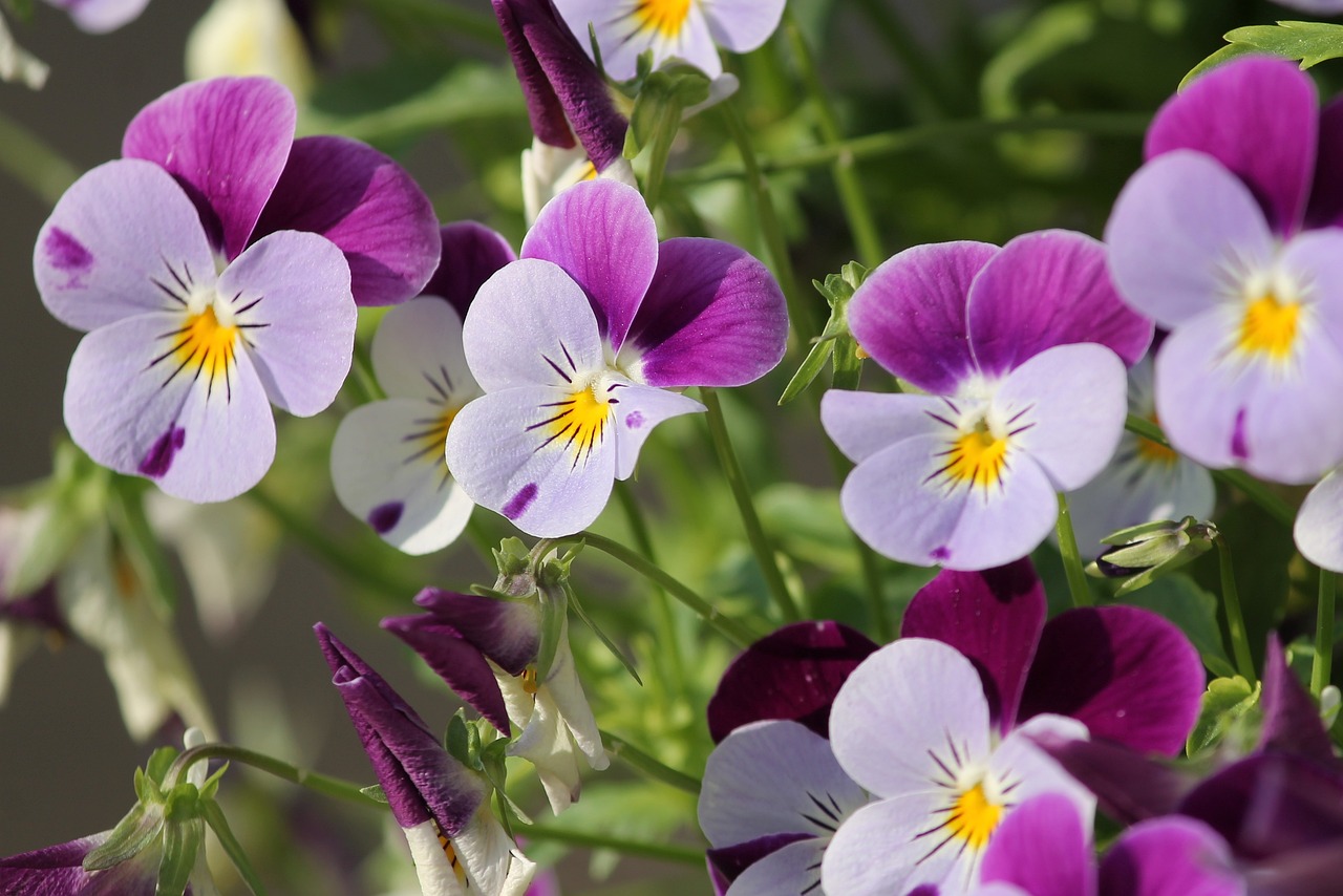 Rhode Island State Flower: The Violet | The Bouqs Co.