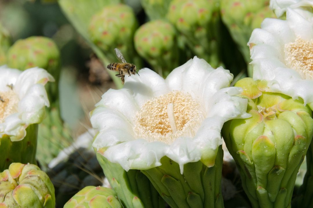 The 50 U.S. State Flowers List: Images & Info | Bouqs Blog