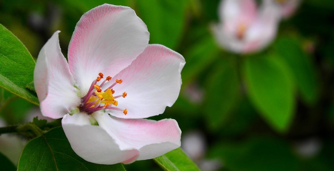 The 50 U.S. State Flowers List: Images & Info | Bouqs Blog