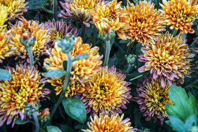 Chrysanthemum Meaning and Symbolism | Bouqs Blog