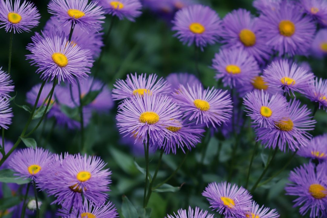25 Best Fall Flowers: Autumn Garden Flowers | Bouqs Blog