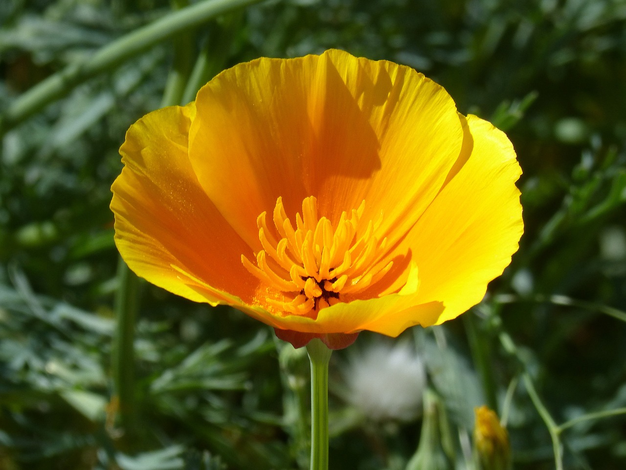 The 50 U.S. State Flowers List: Images & Info | Bouqs Blog