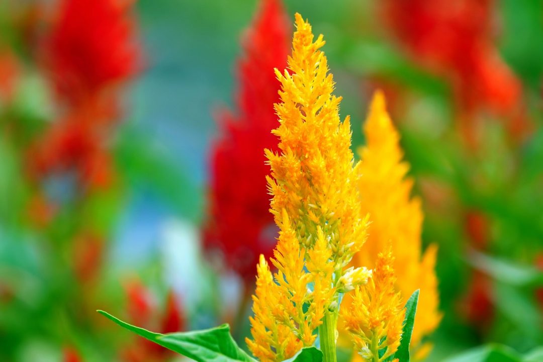 10 Long-Lasting Flowers for Bouquets | Bouqs Blog