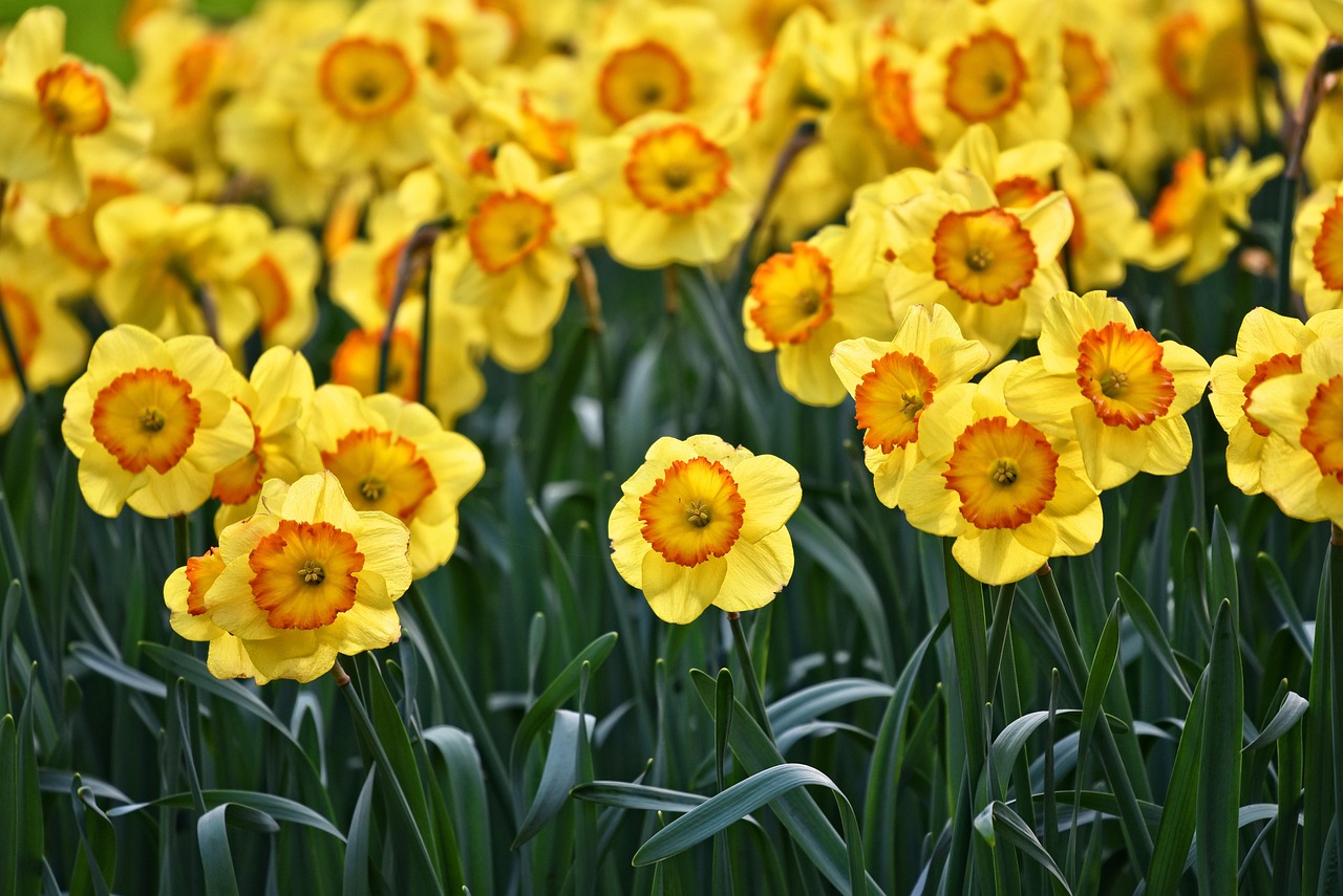 23 Chinese Flowers: Photos & Info | Bouqs Blog