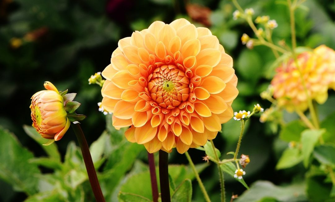 50 Prettiest Flowers: Most Beautiful Flowers | Bouqs Blog