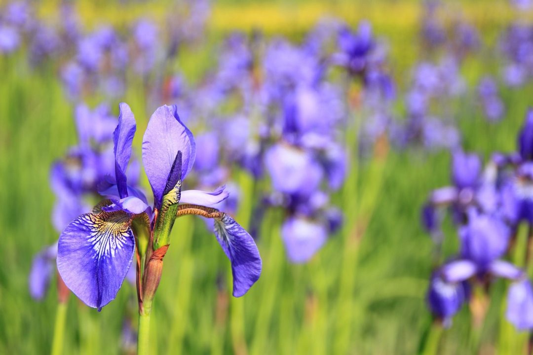 15+ Flowers in Ancient Rome: Myths & Meanings | Bouqs Blog