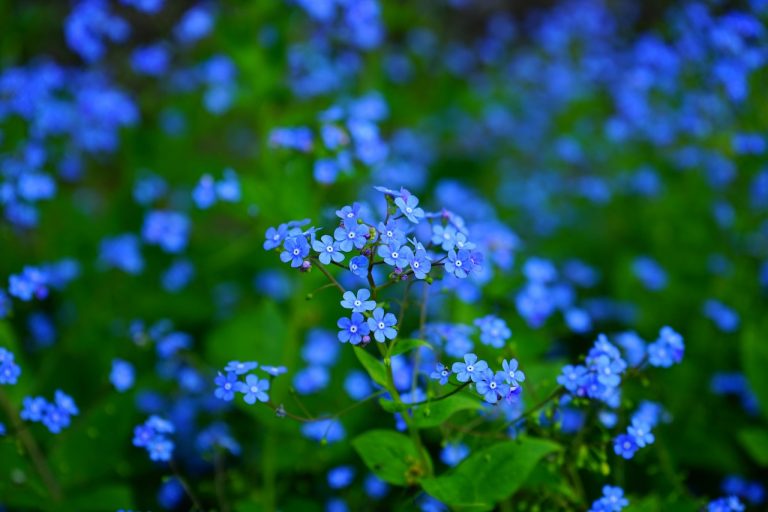 The 50 U.S. State Flowers List: Images & Info | Bouqs Blog