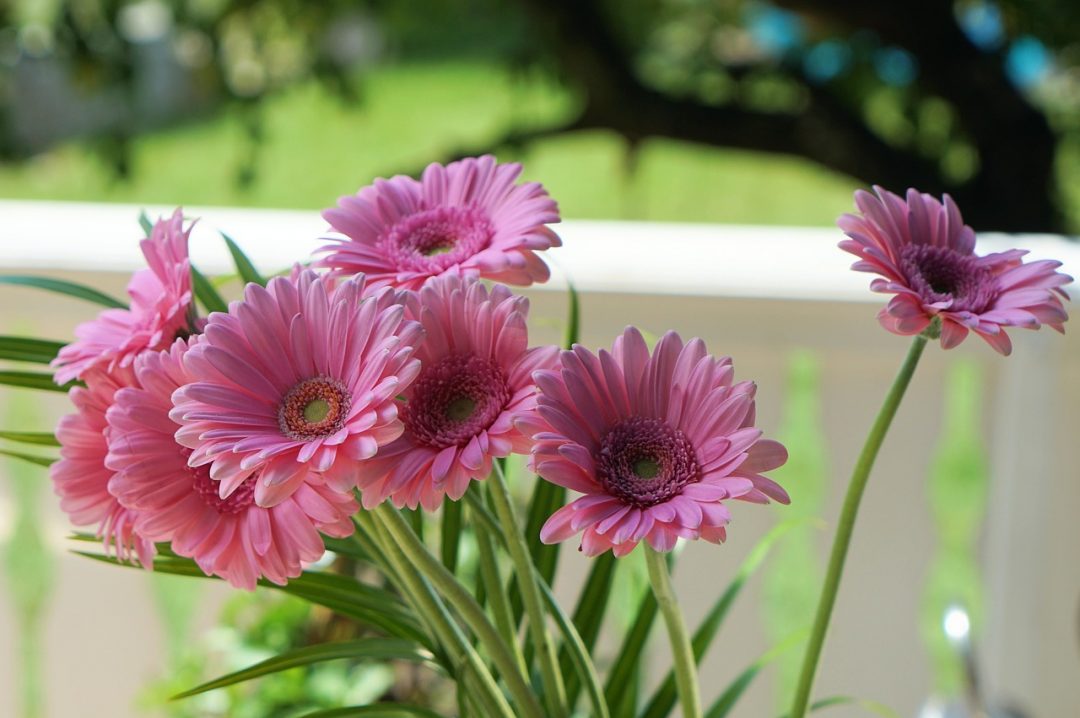 90+ Types of Flowers: Flower Names & Photos | Bouqs Blog