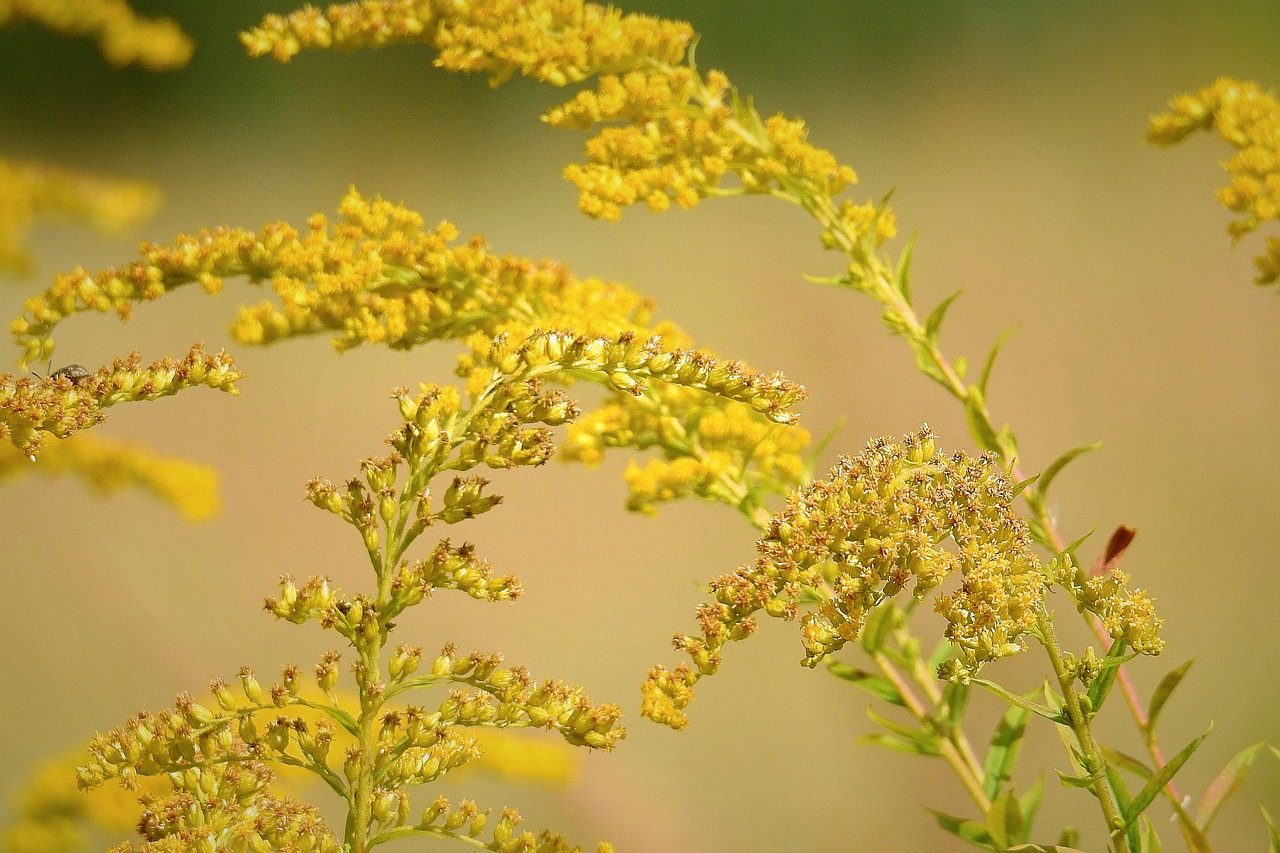 The 50 U.S. State Flowers List: Images & Info | Bouqs Blog