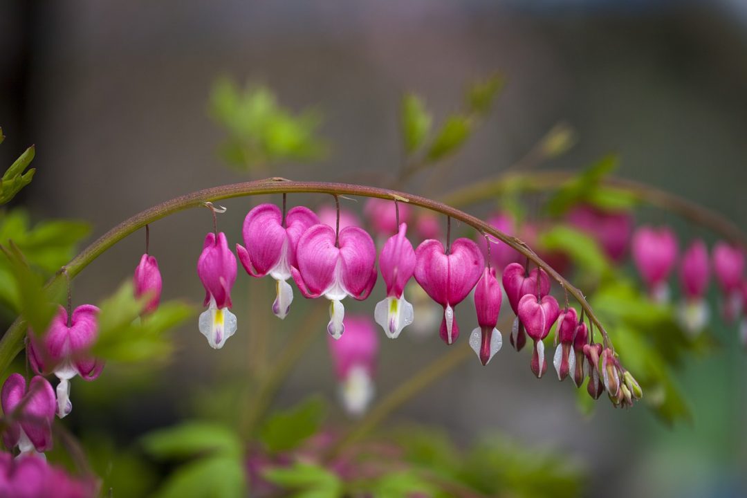 37 Best Spring Flowers: Images & Planting Info | Bouqs Blog