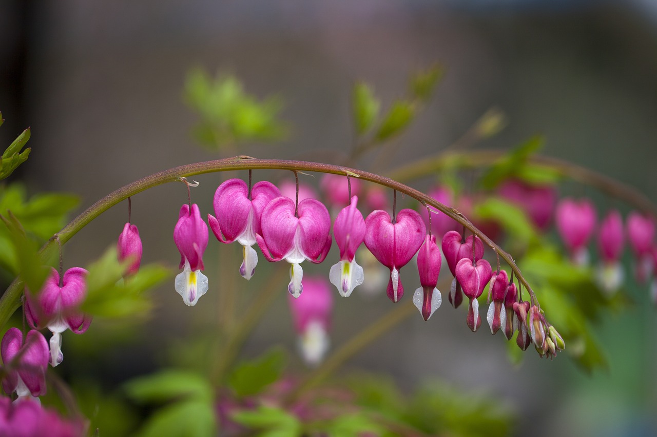 37 Best Spring Flowers: Images & Planting Info | Bouqs Blog
