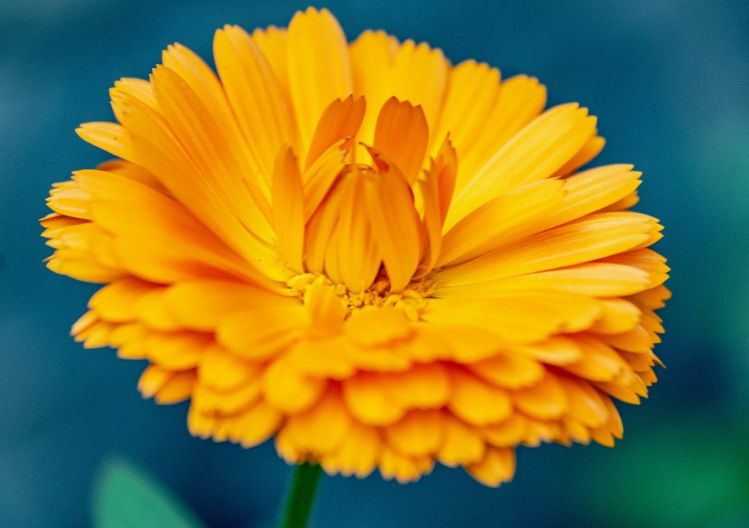 25 Best Fall Flowers: Autumn Garden Flowers | Bouqs Blog