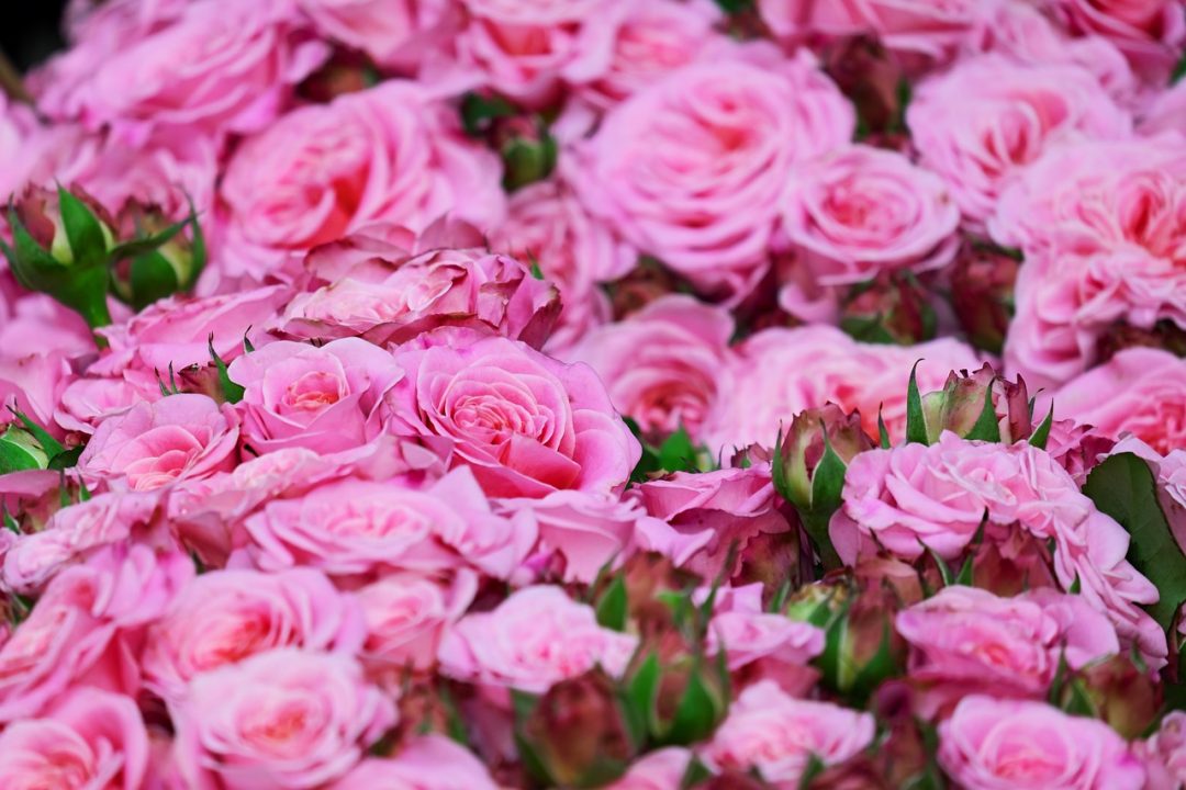 23 Chinese Flowers: Photos & Info | Bouqs Blog