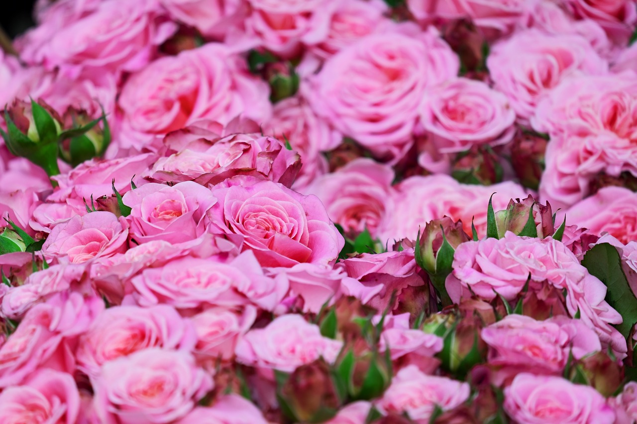 23 Chinese Flowers: Photos & Info | Bouqs Blog