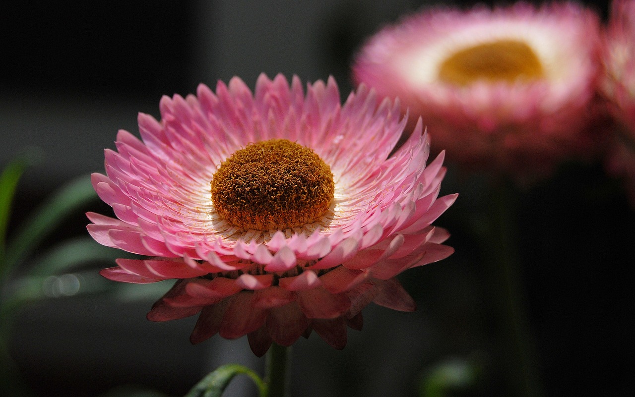 90+ Types of Flowers: Flower Names & Photos | Bouqs Blog