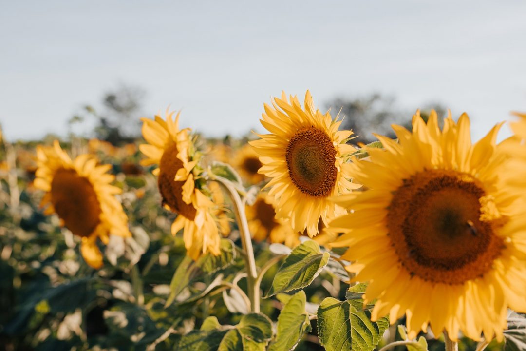 50 Prettiest Flowers: Most Beautiful Flowers | Bouqs Blog