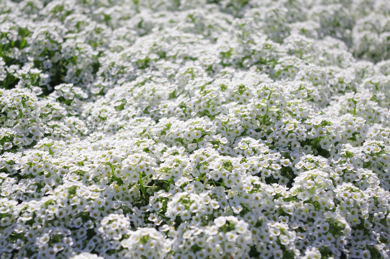 37 Best Spring Flowers: Images & Planting Info | Bouqs Blog