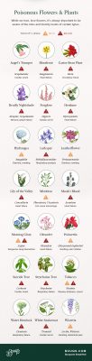 Poisonous Flowers and Toxic Plants to Avoid | Bouqs Blog