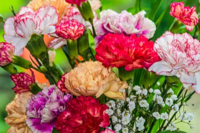 Carnation Meaning and Symbolism | Bouqs Blog