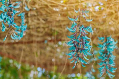 27 of the Most Rare Flowers in the World | Bouqs Blog