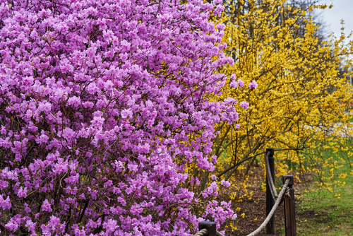 Best Early-Blooming Spring Flowers | Bouqs Blog
