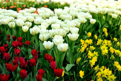 Best Early-Blooming Spring Flowers | Bouqs Blog
