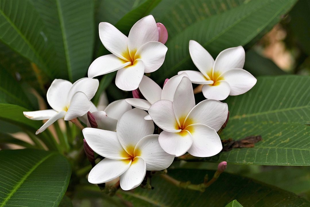 25 Tropical Flowers & Plants For Garden/Indoor | Bouqs Blog