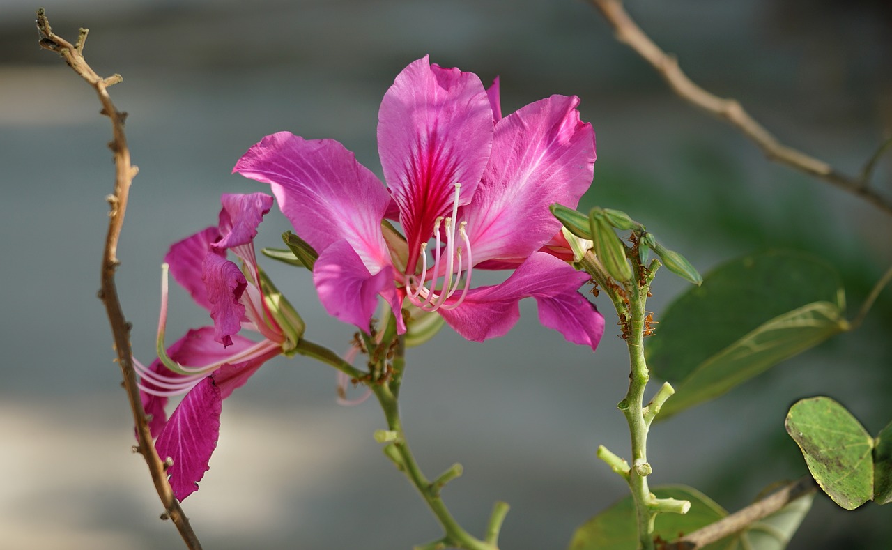 25 Flowers in Mythology: Meanings & Symbols | Bouqs Blog