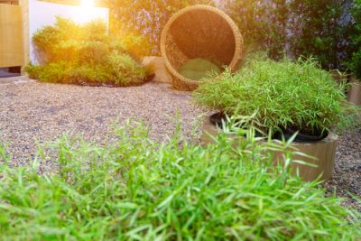 Growing Bamboo: A Complete Guide for Gardens | Bouqs Blog