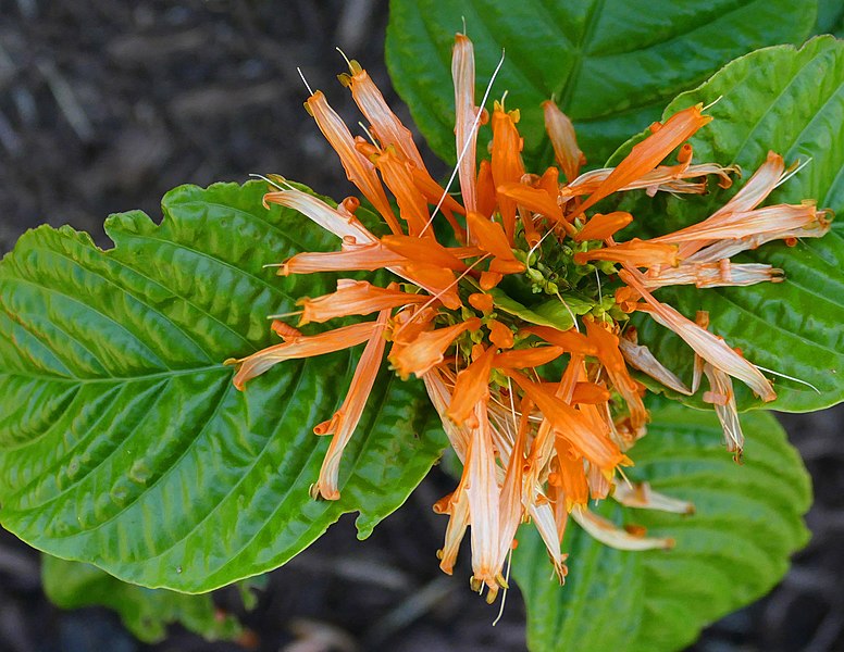 17 Native Mexican Flowers: Photos & Info | Bouqs Blog