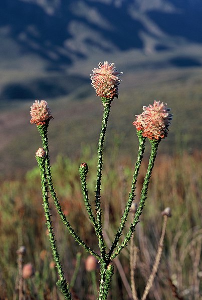20+ African Flowers: Names, Images & Info | Bouqs Blog