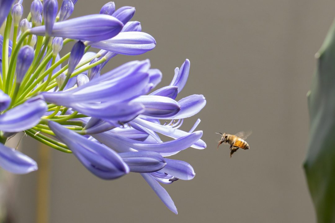 20+ African Flowers: Names, Images & Info | Bouqs Blog