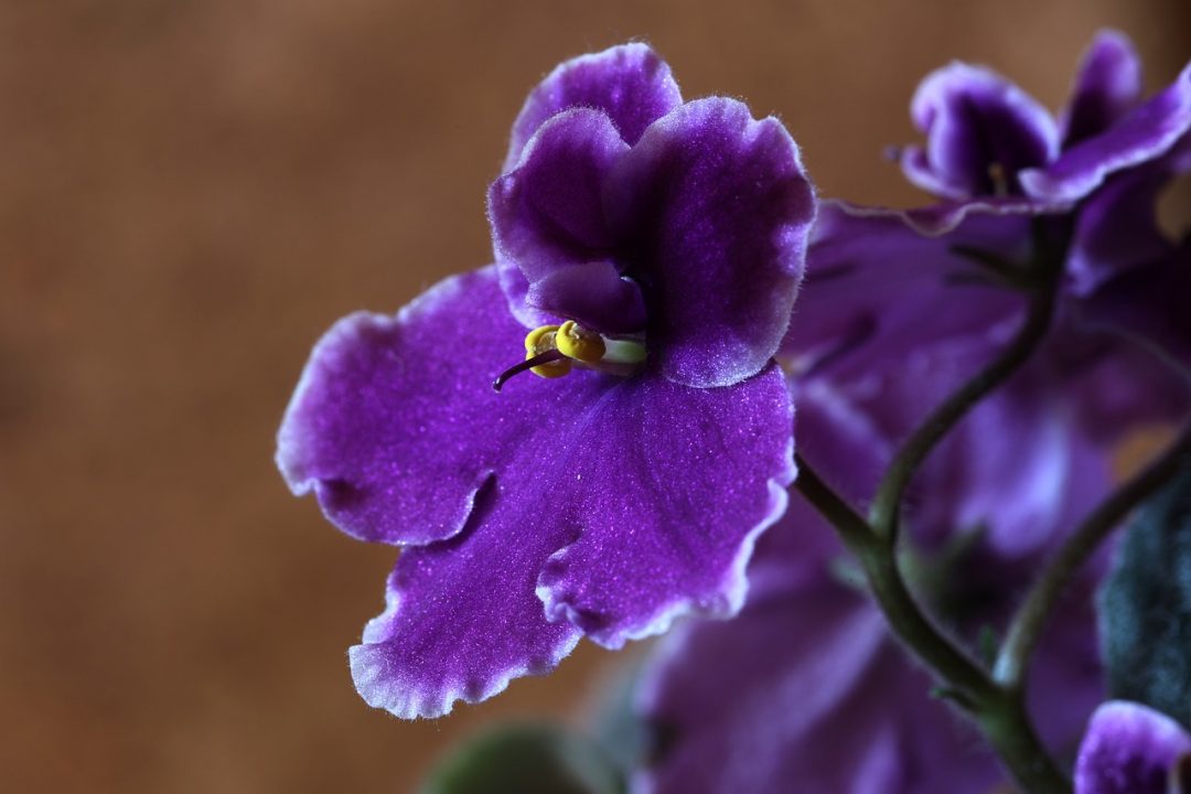 20+ African Flowers: Names, Images & Info | Bouqs Blog