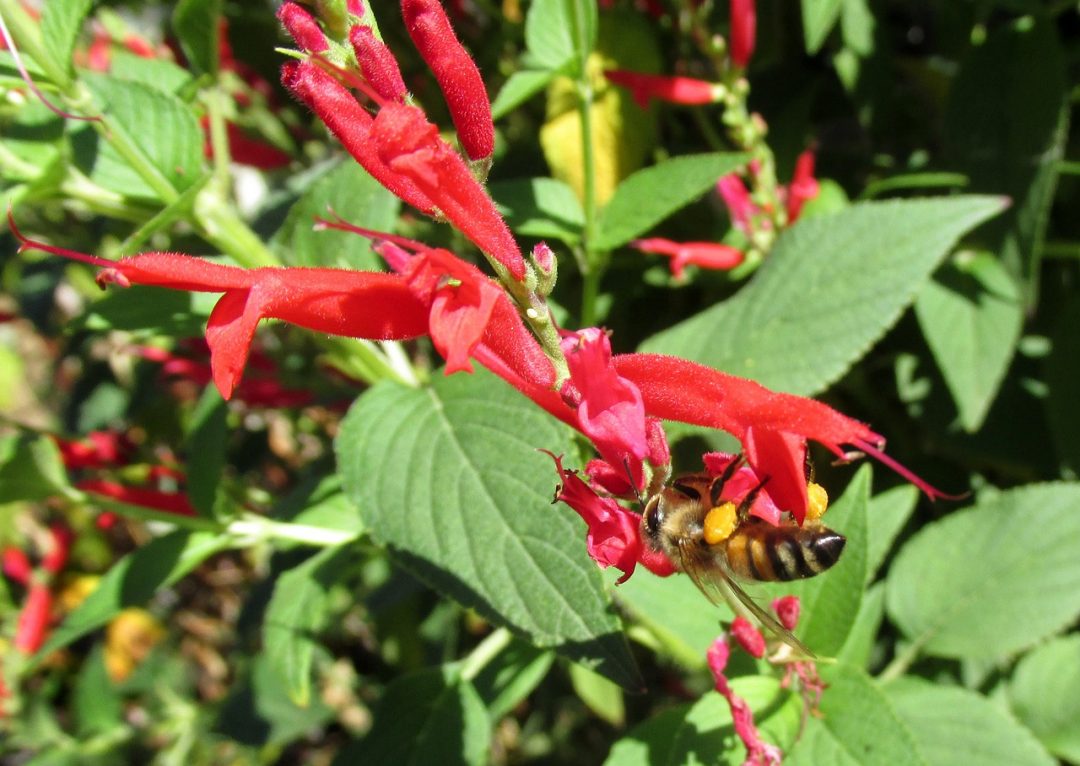 17 Native Mexican Flowers: Photos & Info | Bouqs Blog