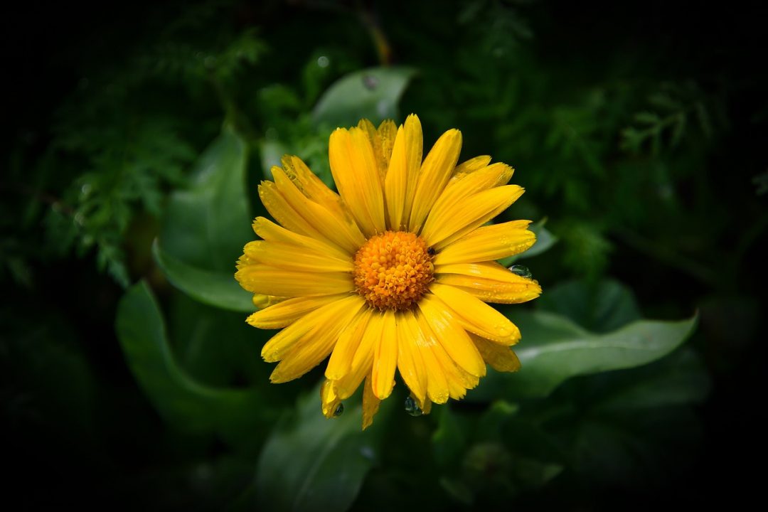 20+ African Flowers: Names, Images & Info | Bouqs Blog