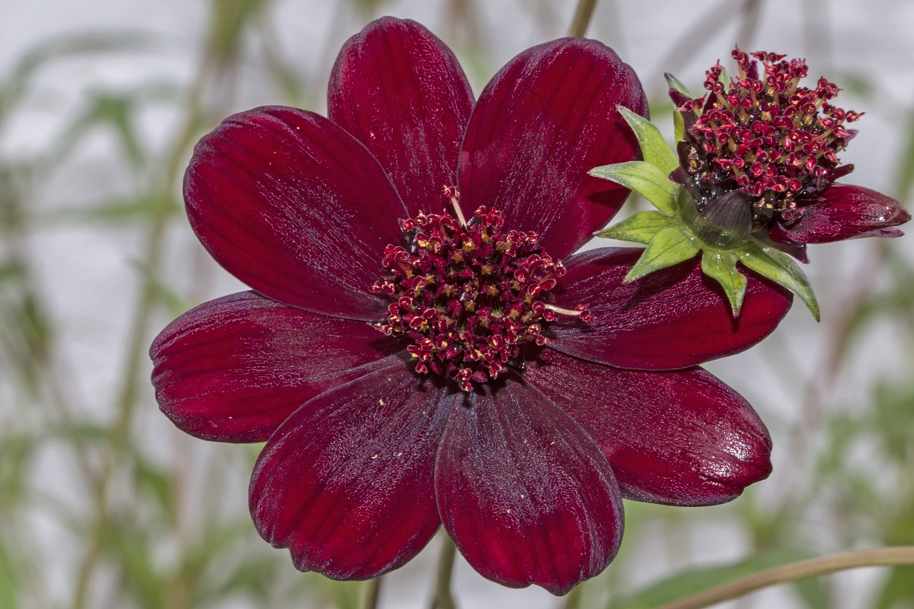 17 Native Mexican Flowers: Photos & Info | Bouqs Blog