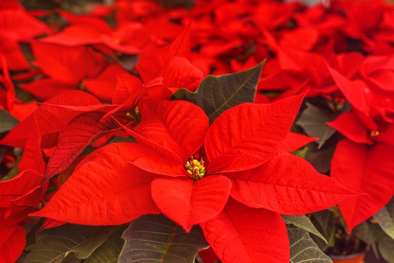 17 Native Mexican Flowers: Photos & Info | Bouqs Blog