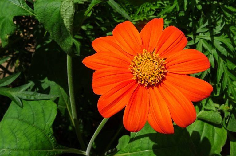 17 Native Mexican Flowers: Photos & Info | Bouqs Blog