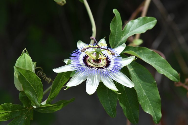 17 Native Mexican Flowers: Photos & Info | Bouqs Blog