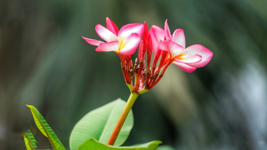 17 Native Mexican Flowers: Photos & Info | Bouqs Blog