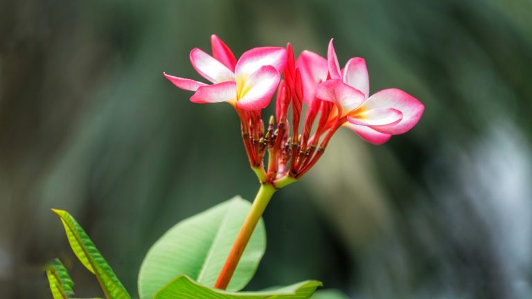 17 Native Mexican Flowers: Photos & Info | Bouqs Blog