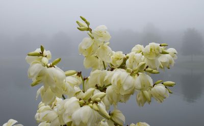 17 Native Mexican Flowers: Photos & Info | Bouqs Blog