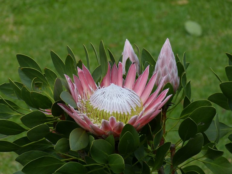 20+ African Flowers: Names, Images & Info | Bouqs Blog